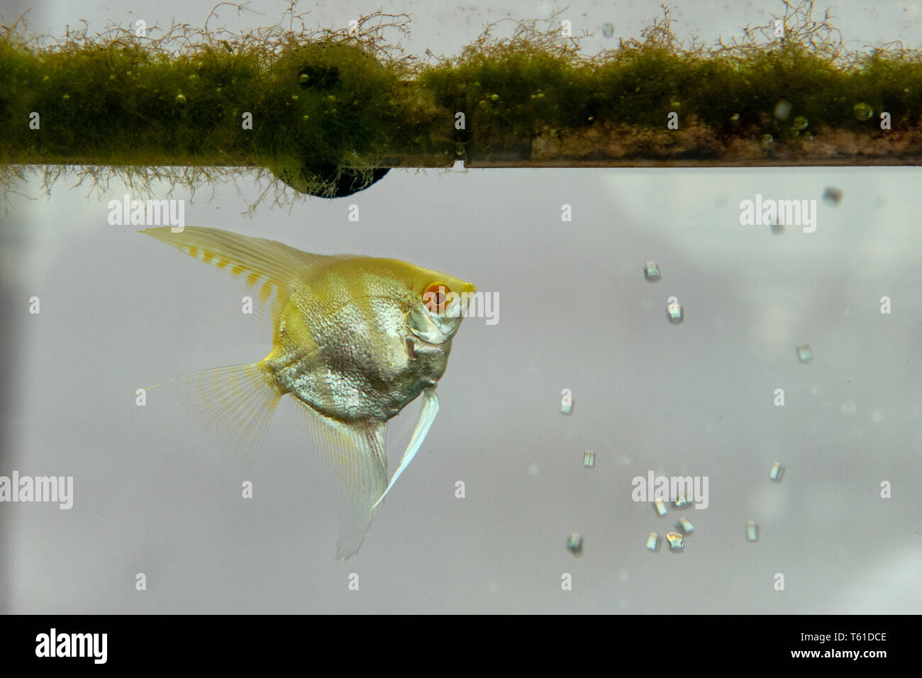 Yellow small fish with algae moss in tank fish Stock Photo - Alamy