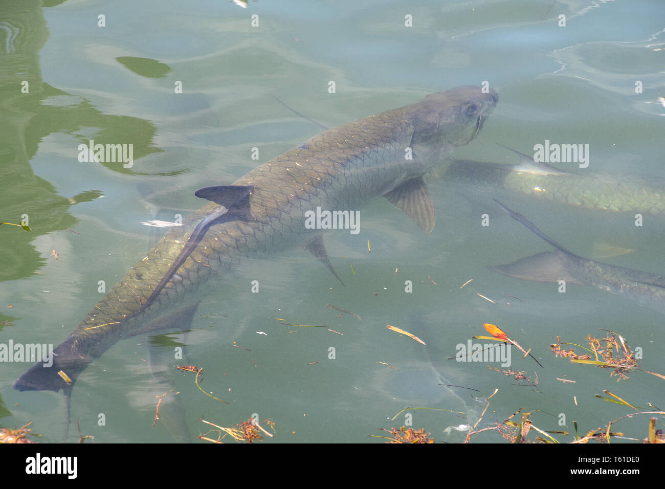 large tarpon swimming in saltwater with floating leaves Stock Photo - Alamy