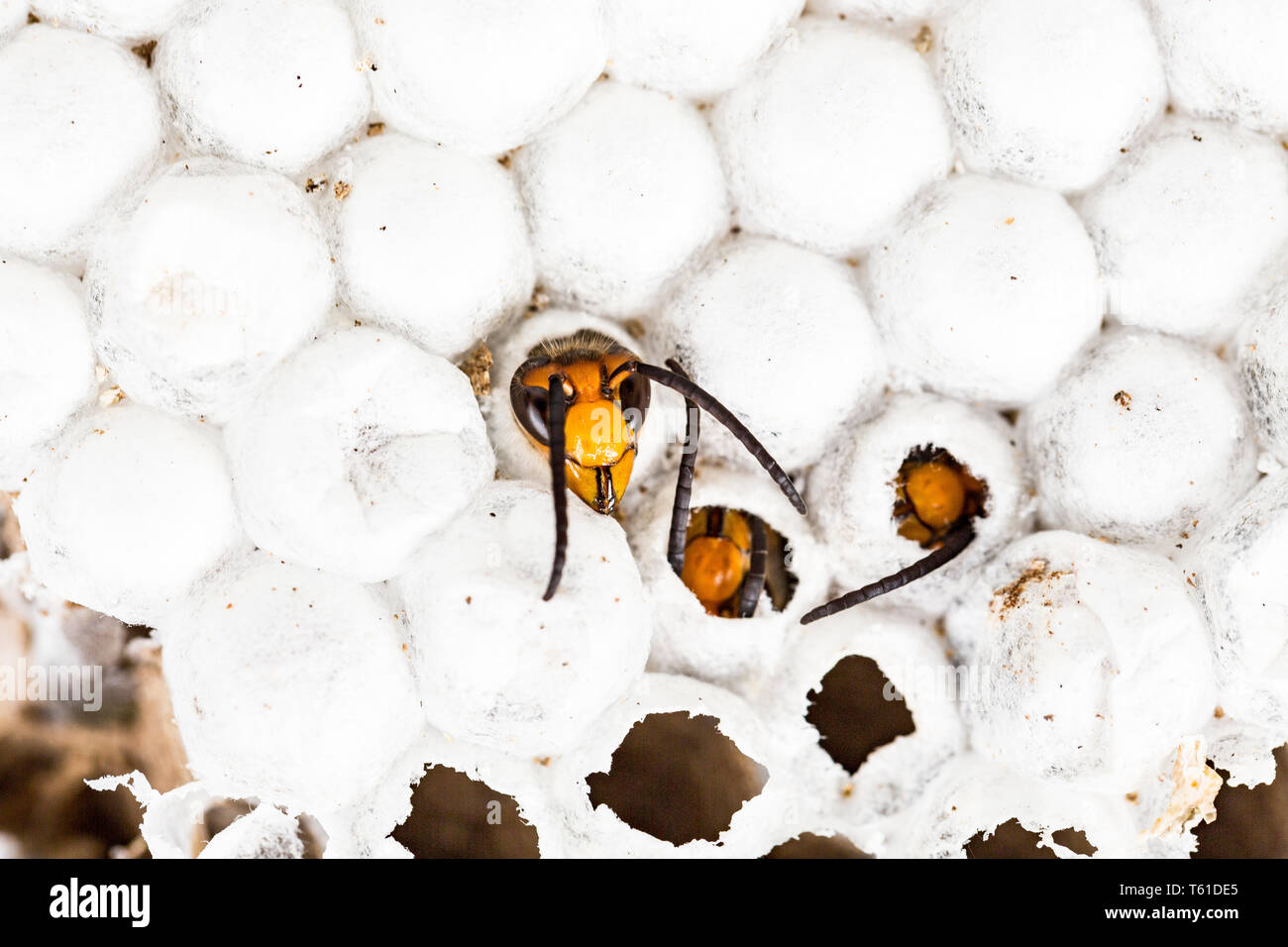 Close up of alive asian hornet wasp head, in nest honeycombed insect ...