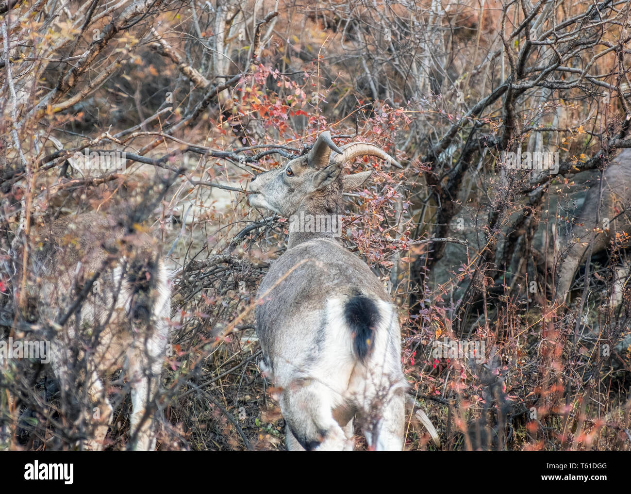 Rear Beast High Resolution Stock Photography and Images - Alamy