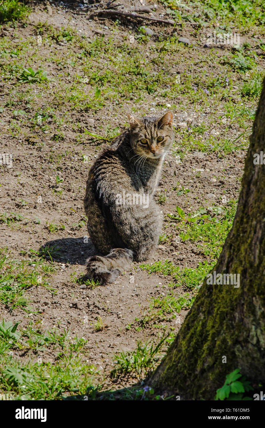 Suspicious Cat High Resolution Stock Photography and Images - Alamy