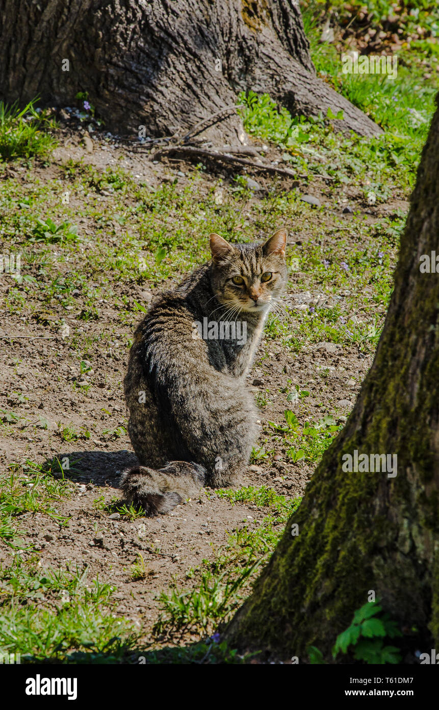Here you can see a very suspicious cat Stock Photo - Alamy