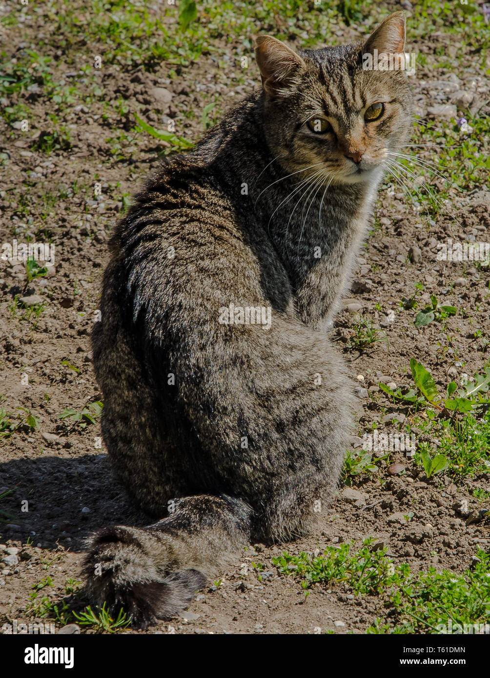 Here you can see a very suspicious cat Stock Photo - Alamy