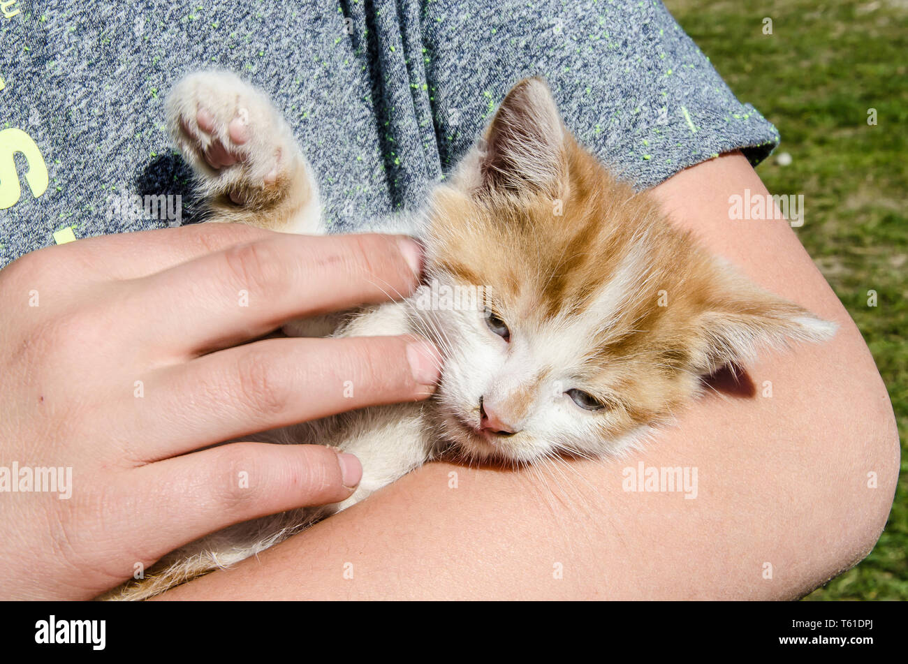 A ginger kitten in a young boy's arm Stock Photo - Alamy
