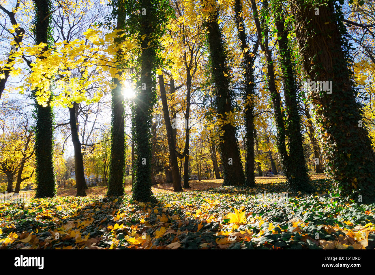 fall forest landscape with green grass and yellow trees Stock Photo - Alamy