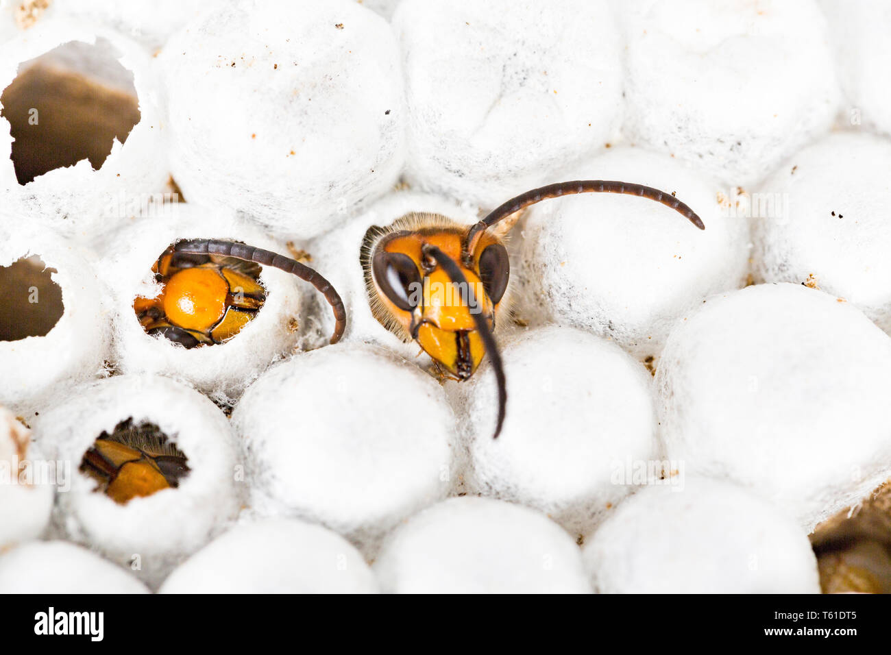Baby wasp hi-res stock photography and images - Alamy