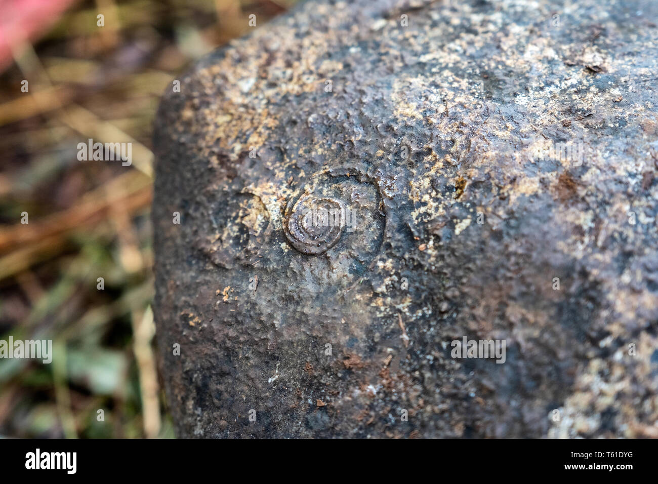 Ammonite fossil ancient shell embedded in stone at Thailand Stock Photo ...