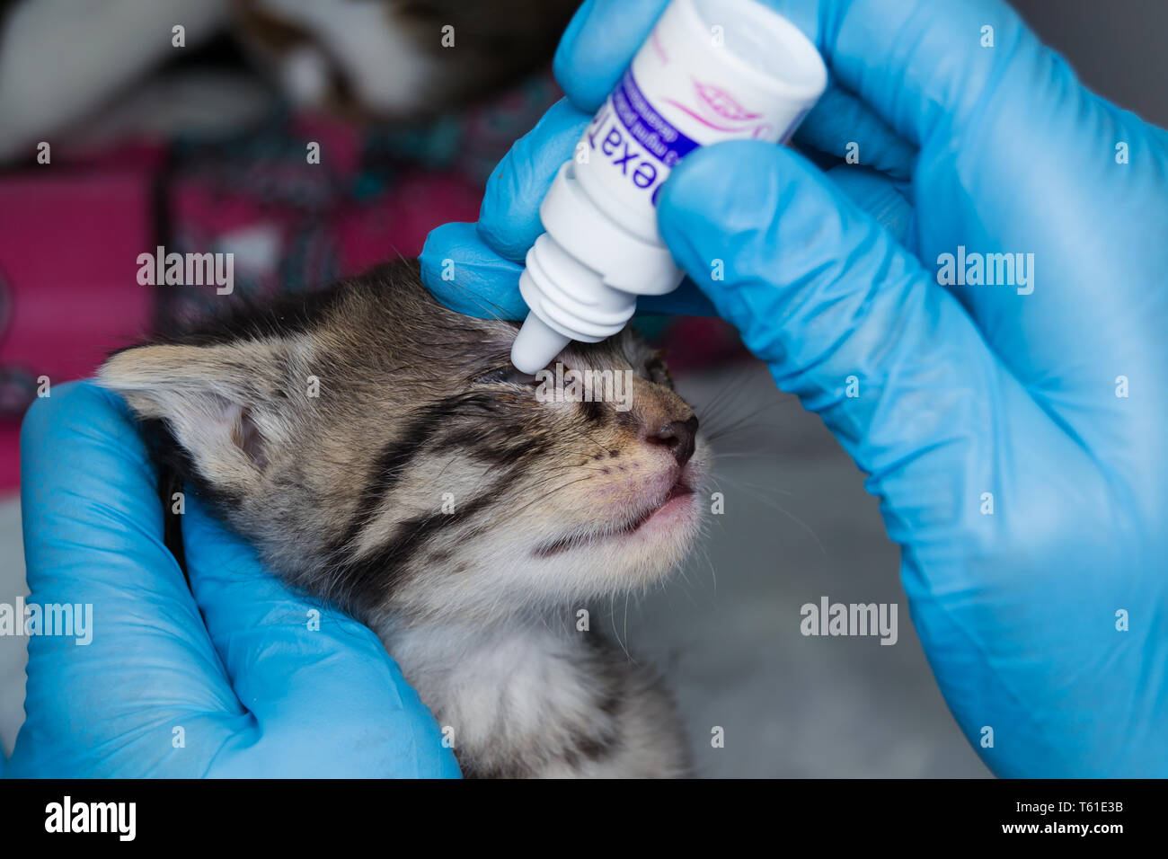 the veterinarian putting medicated drops in the eyes of a kitten with ...