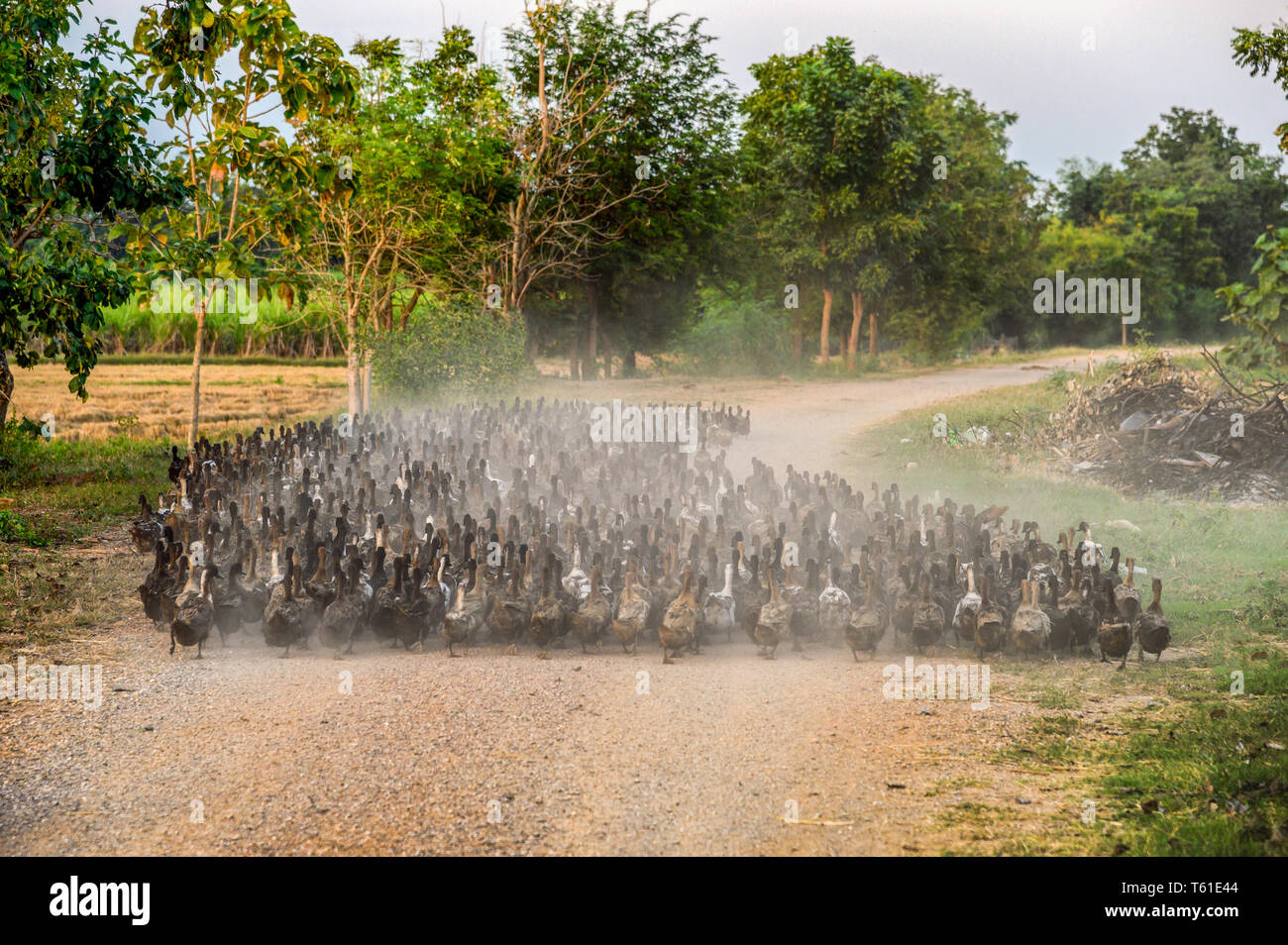 Flock herding hi-res stock photography and images - Alamy