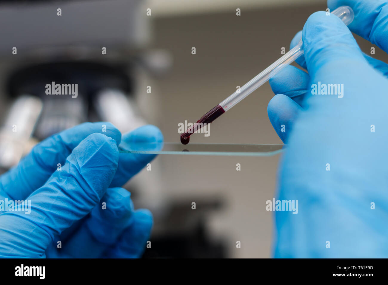 the veterinarian putting a drop of blood on the surface of a ...