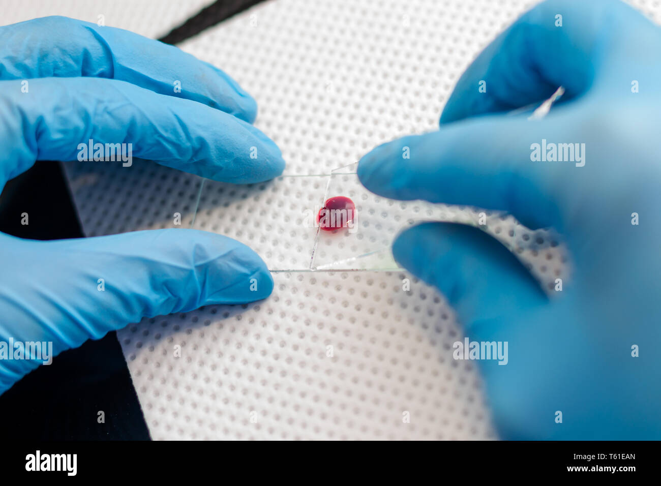 the veterinarian is preparing a blood smear Stock Photo - Alamy