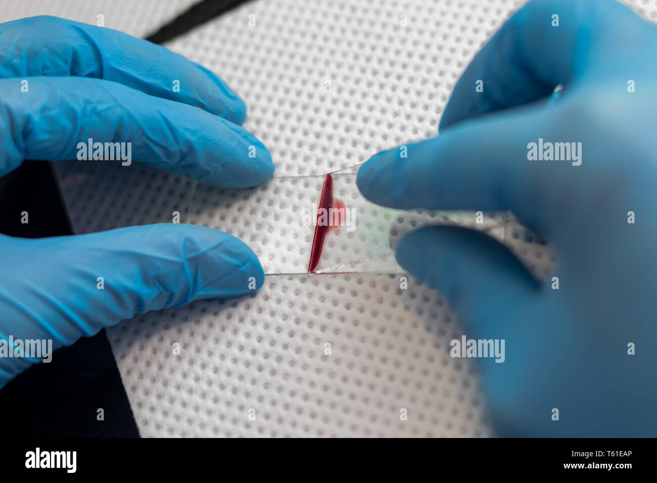 the veterinarian is preparing a blood smear Stock Photo - Alamy