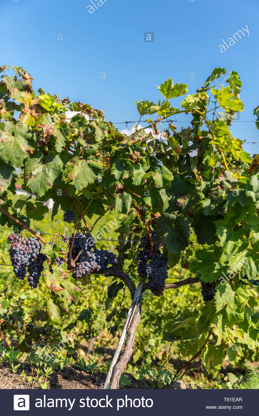 Sicilian Grapes Stock Photos & Sicilian Grapes Stock Images - Alamy