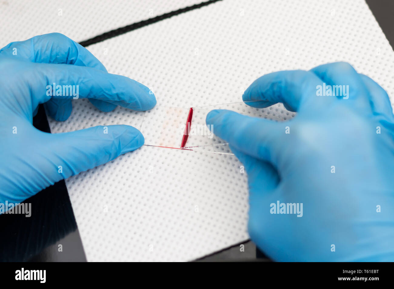the veterinarian is preparing a blood smear Stock Photo - Alamy