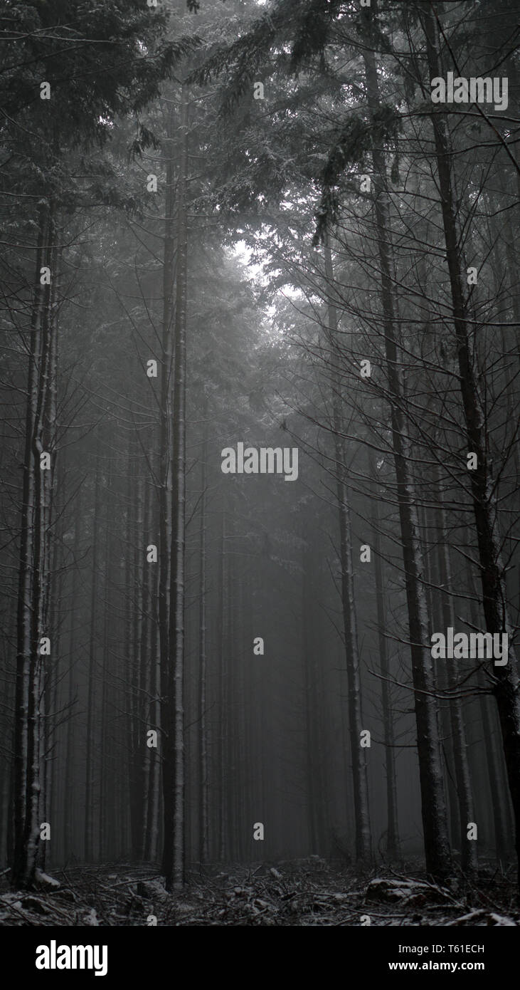Trees woods black and white hi-res stock photography and images - Alamy