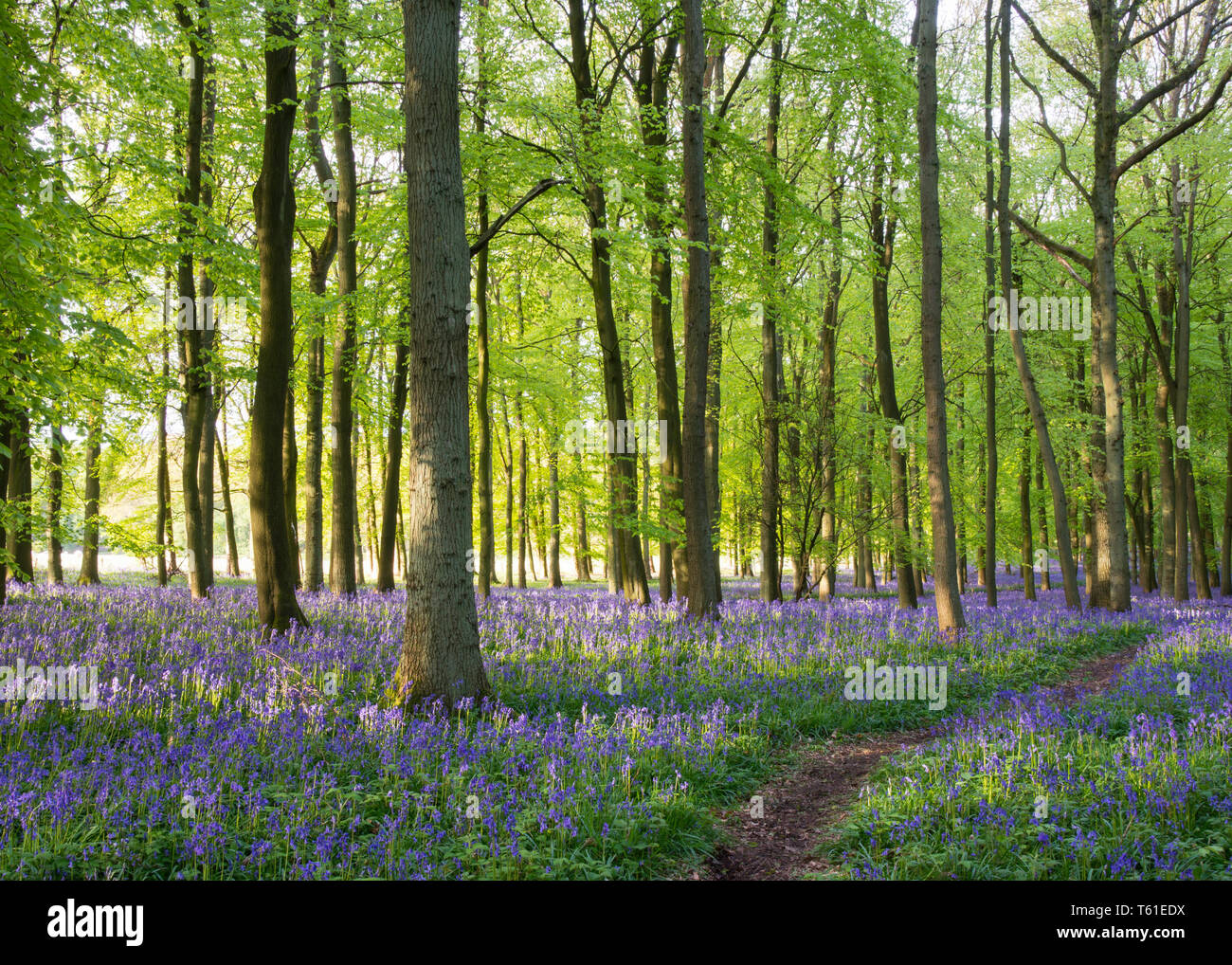 Bluebells in woodland Stock Photo - Alamy