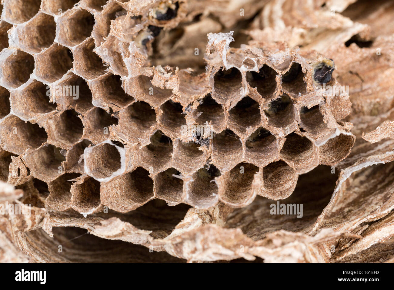 Close up of asian hornet wasp nest honeycombed insect macro with larva ...