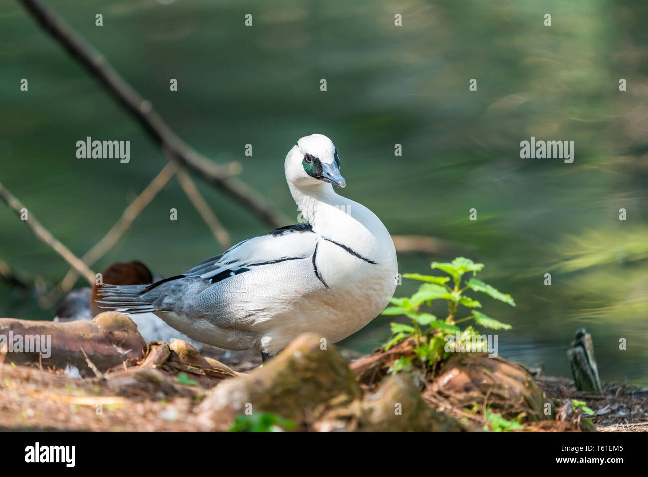 Smew male duck (Mergellus albellus) standing by the lake Stock Photo ...