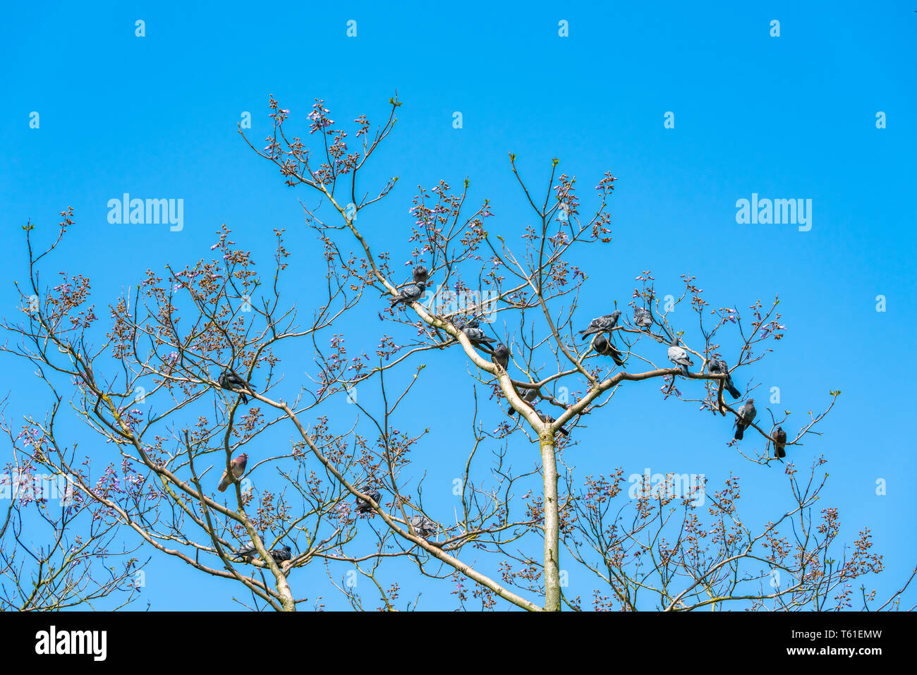 English wood pigeon feather hi-res stock photography and images - Alamy