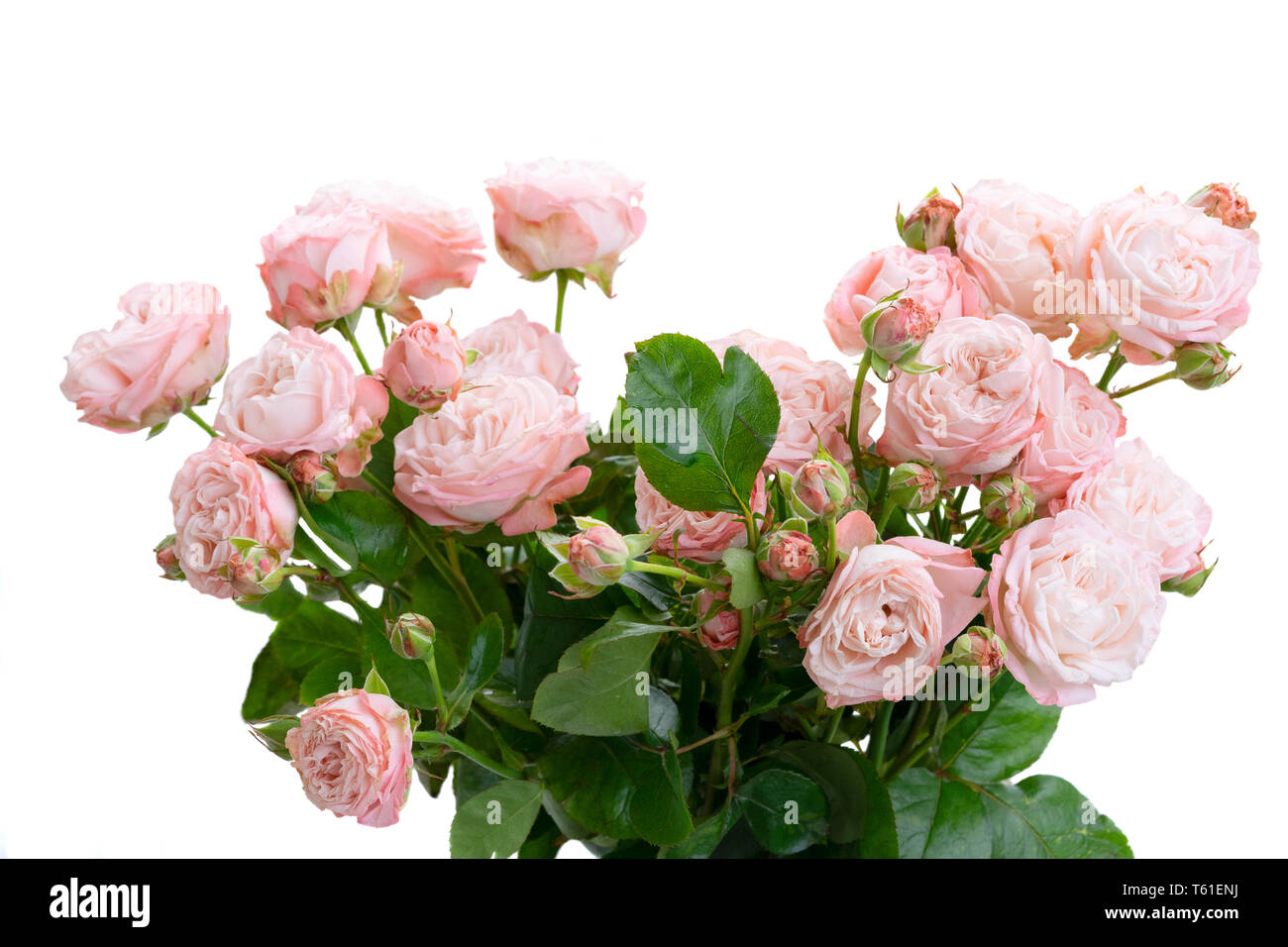 Rose small fresh flowers bouquet close up isolated on white background ...