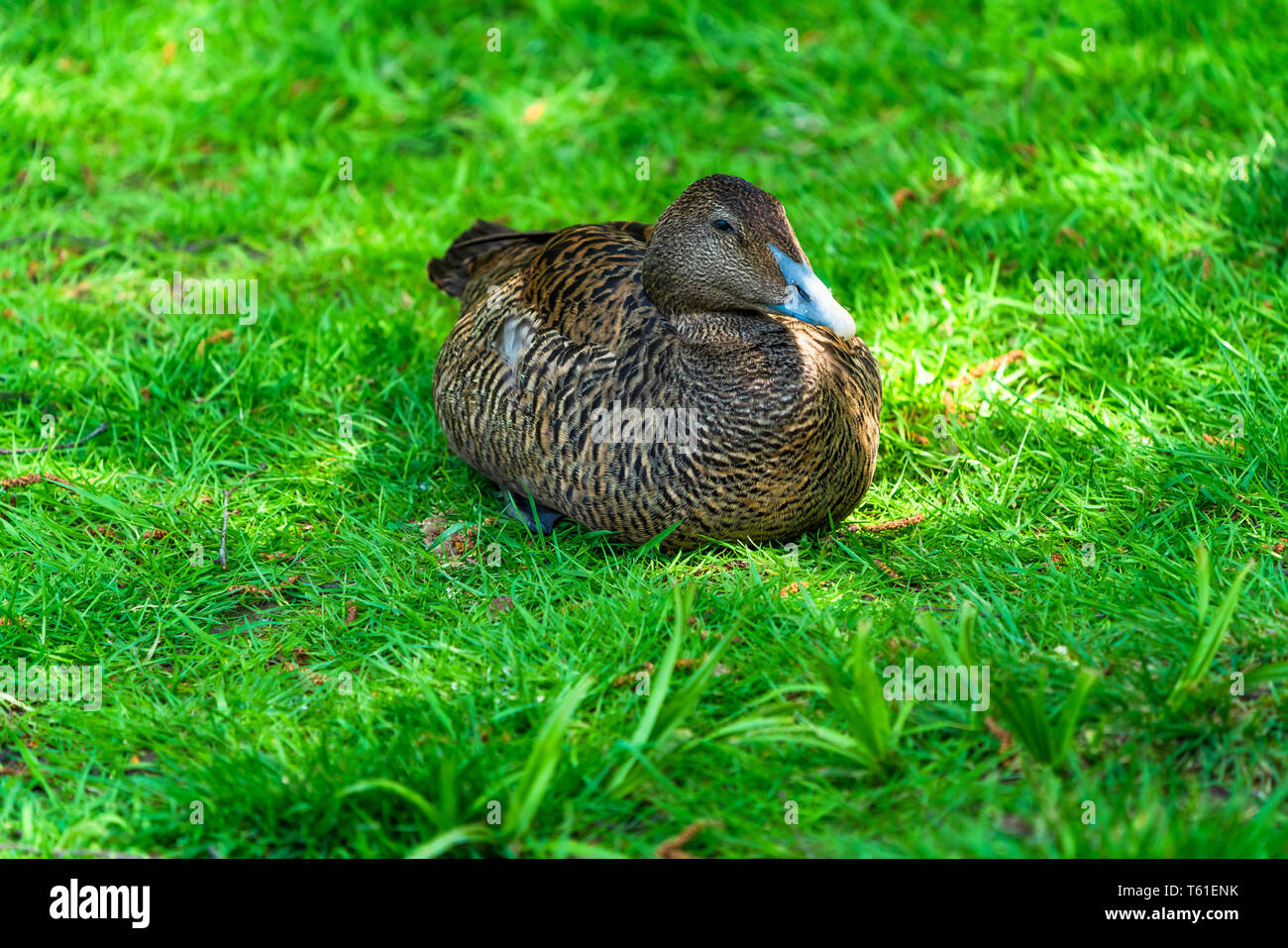 Female eider duck resting on grass hi-res stock photography and images ...