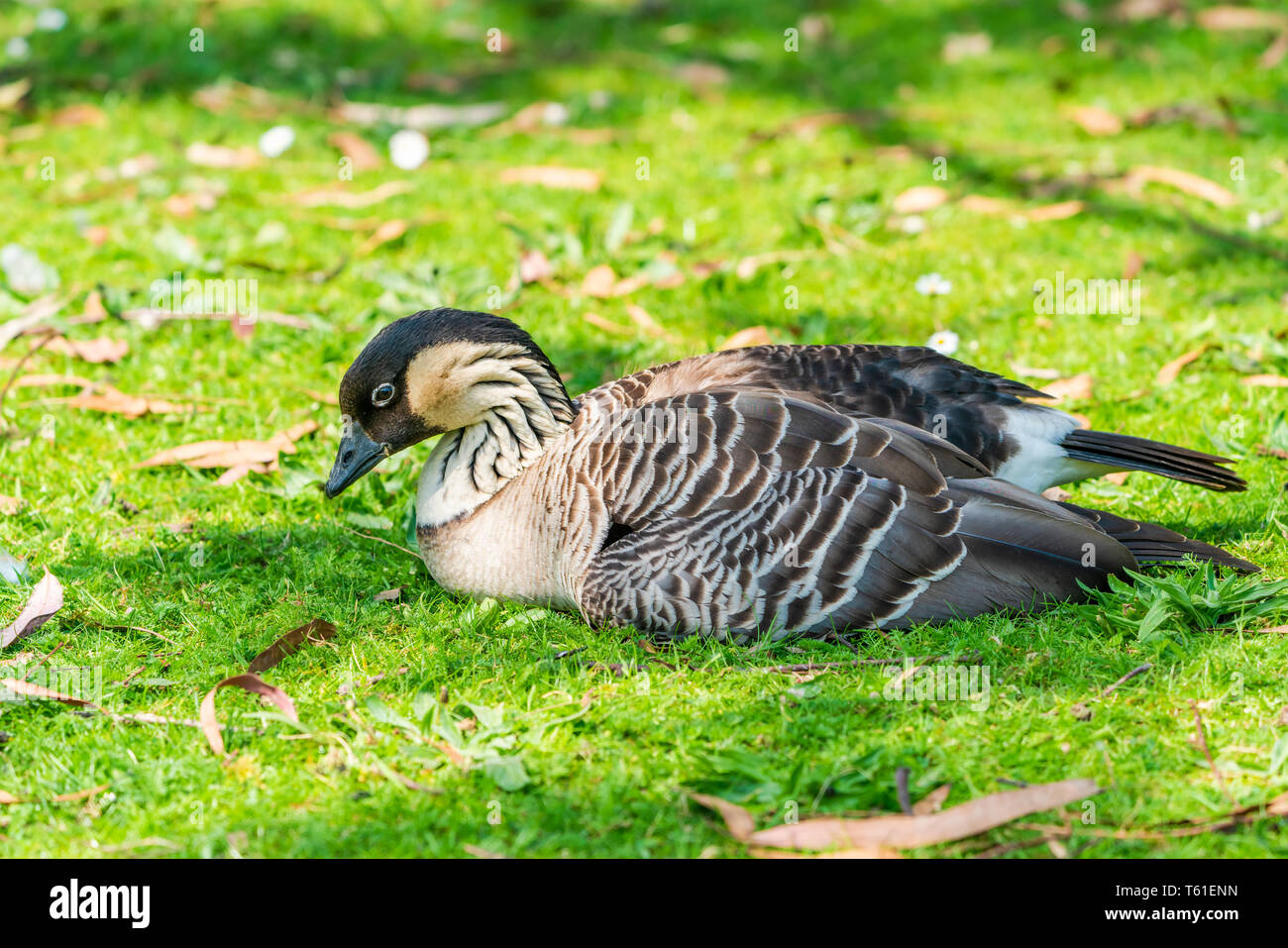 Nene goose wing hi-res stock photography and images - Alamy