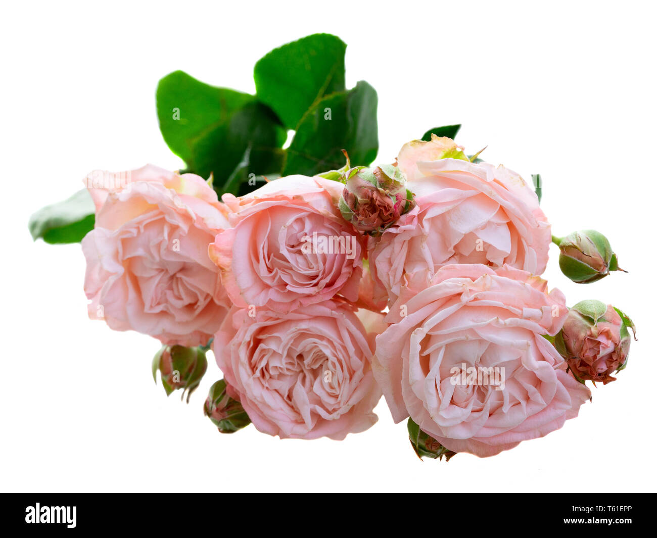 Rose small fresh flowers top view close up isolated on white background ...