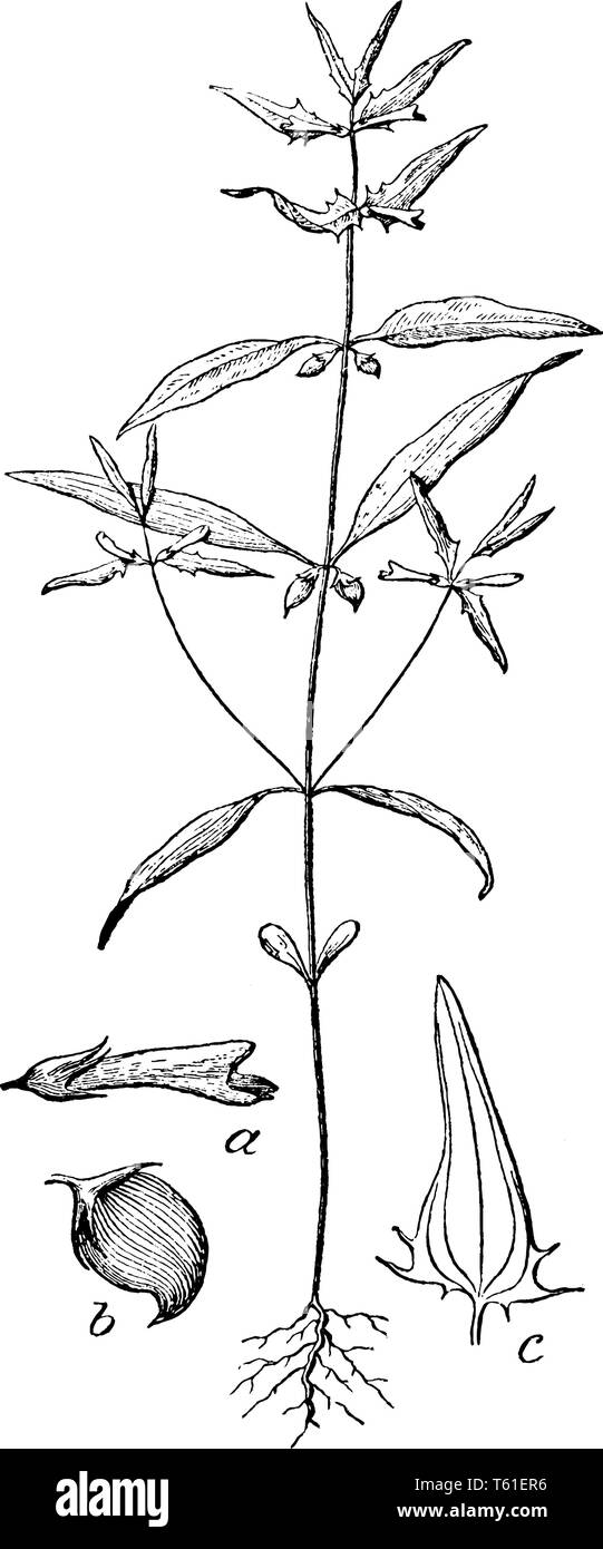 Species example Black and White Stock Photos & Images - Alamy