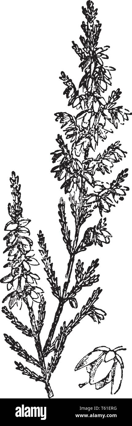 Calluna Stock Vector Images - Alamy