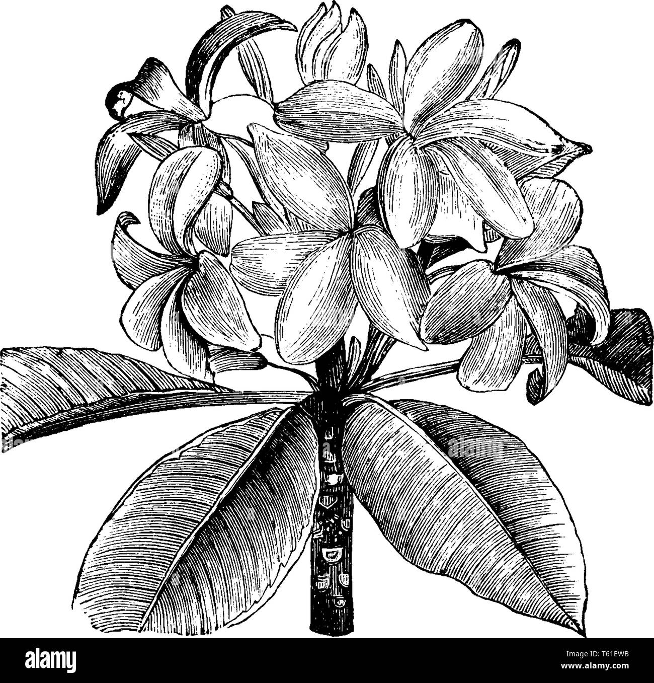 One line flower leaf Stock Vector Images - Alamy