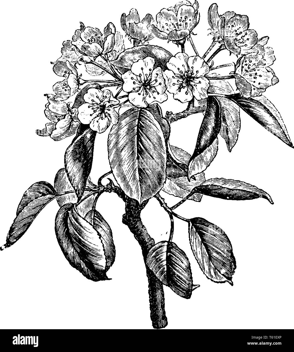 This is showing a branch of a pear with lots of flowers and leafs ...