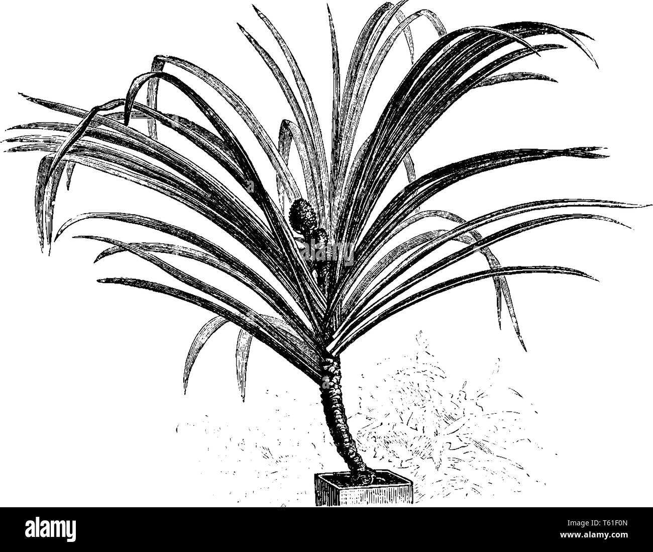 A picture showing a Pandanus furcatus. Screw pine is the common name of ...