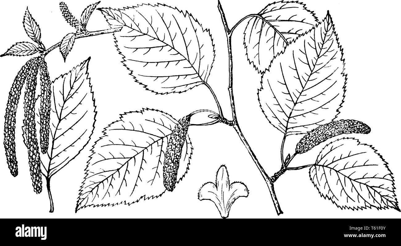 Betula Papyrifera Leaf