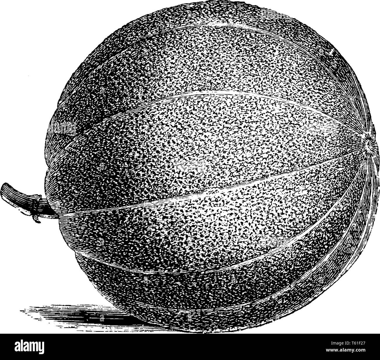 Spherical fruit Stock Vector Images - Alamy