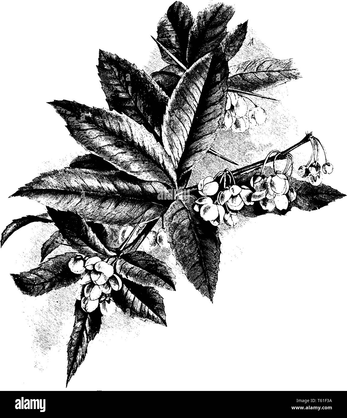 This species is evergreen shrub. The flowers are bloomed in cluster ...