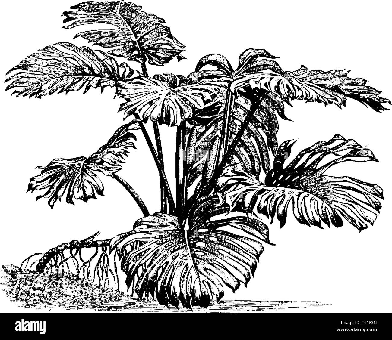 Panama flower Stock Vector Images - Alamy