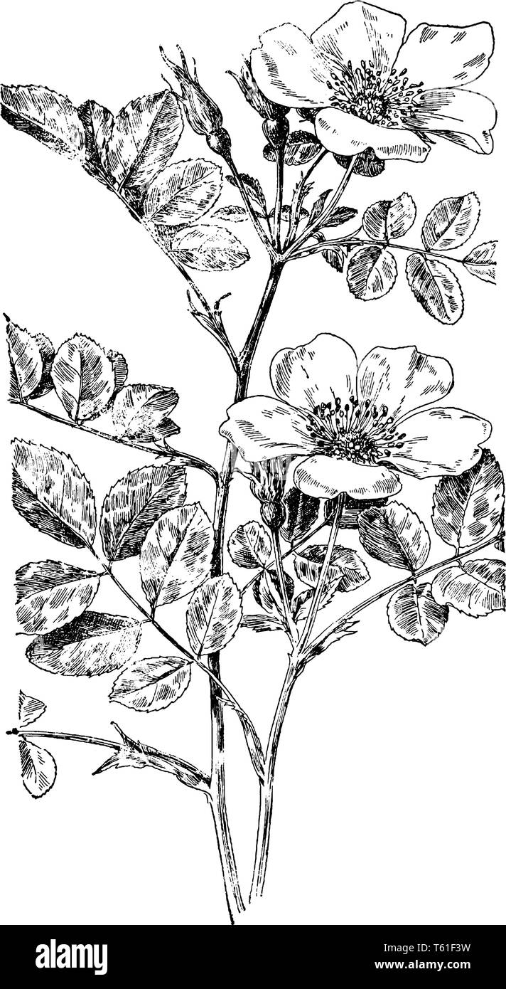 Rosa blanda hi-res stock photography and images - Alamy