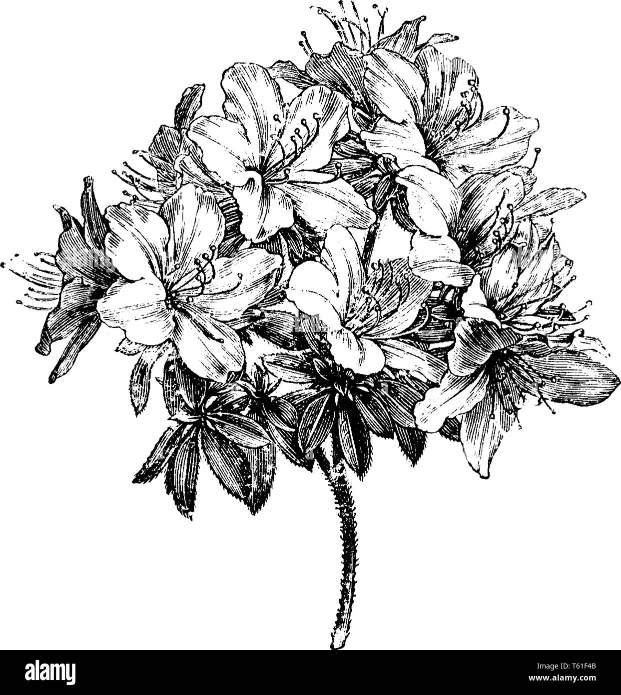 Azalea Line Drawing
