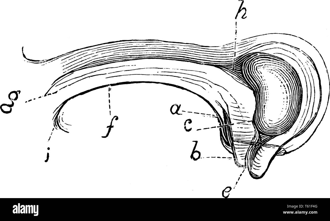 Describes Stock Vector Images - Alamy
