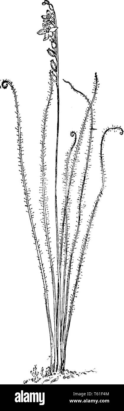 Drosera drawing Stock Vector Images - Alamy