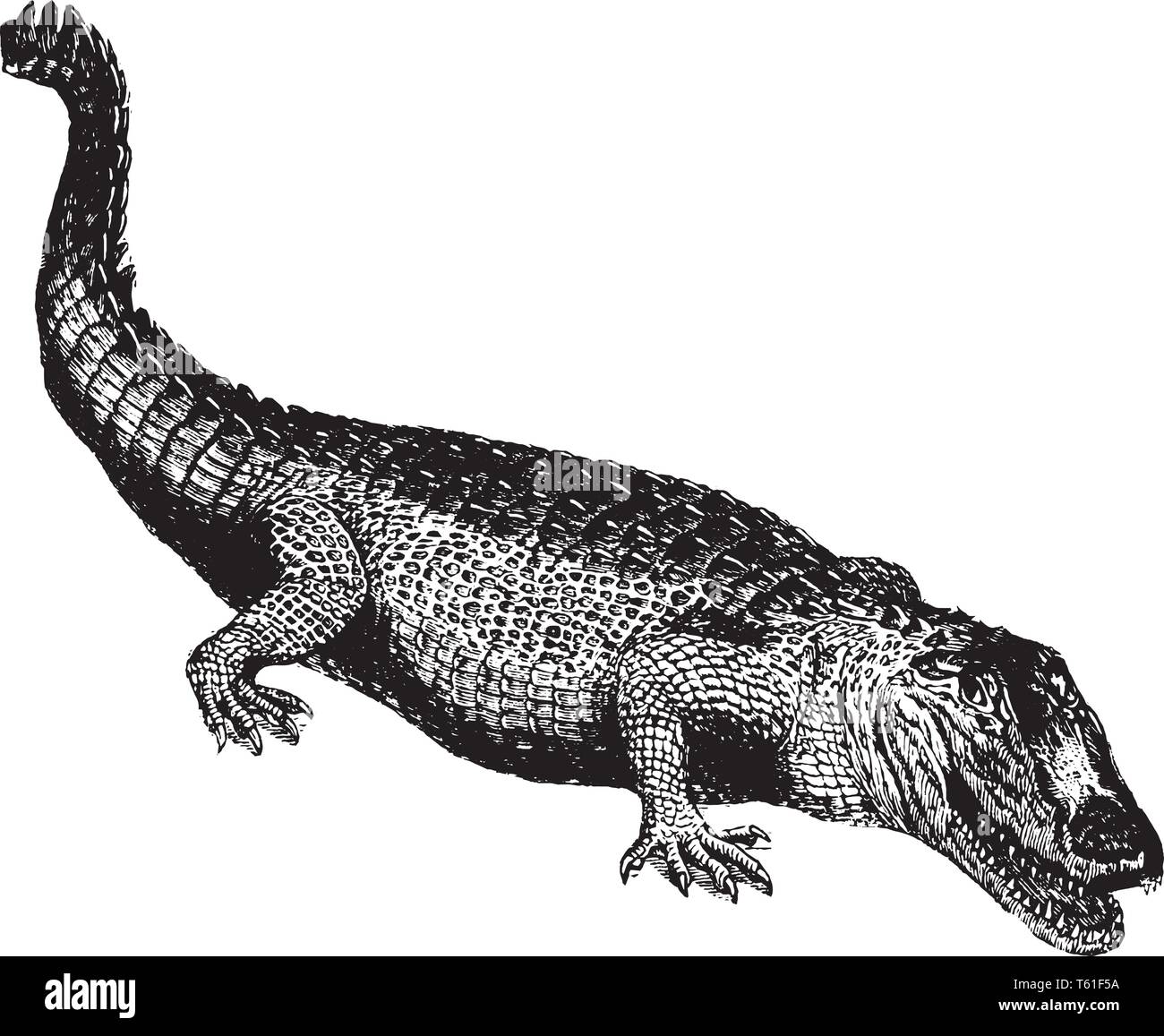 Crocodiles are large aquatic reptiles that live throughout the tropics ...