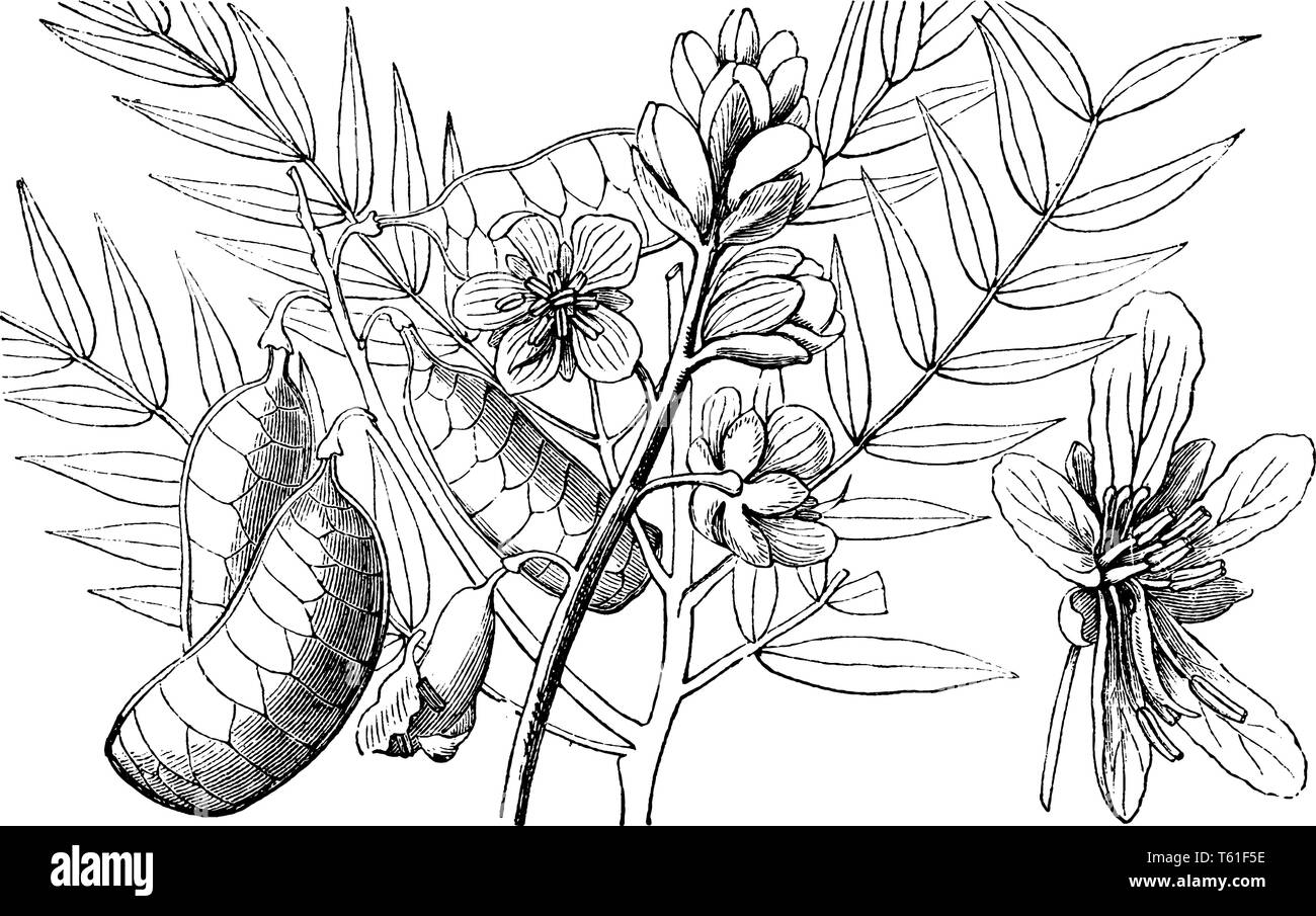 Alexandrian senna Stock Vector Images - Alamy