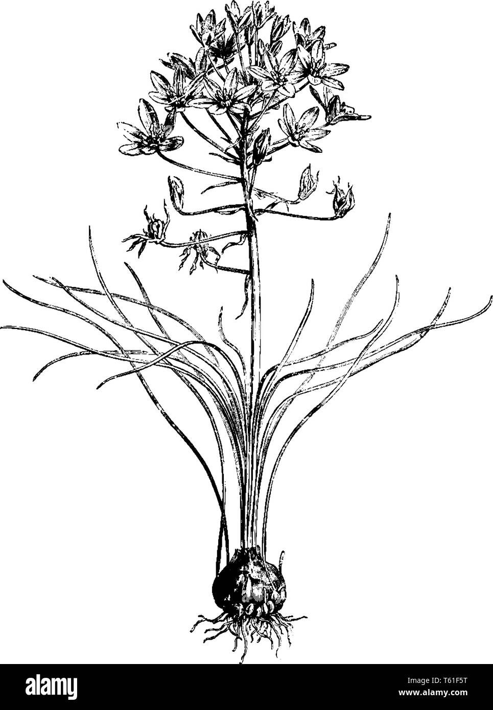 Green white star Black and White Stock Photos & Images - Alamy