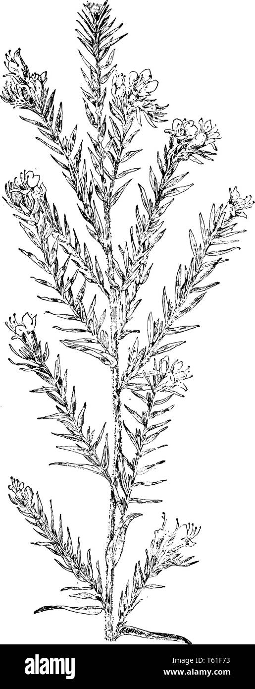 Biennial Plant Drawing