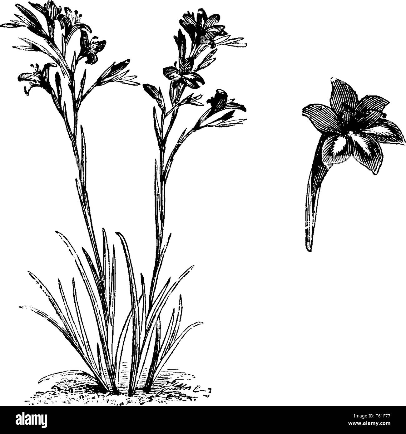 This picture is of a flower plant called Gladiolus, whose common name ...