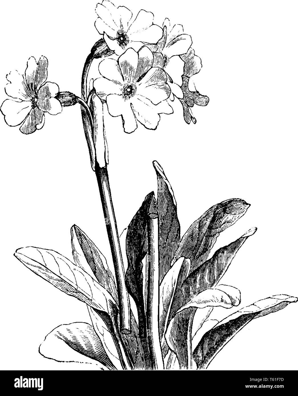 This is an image of Primula flowering plant. In this picture the plant ...