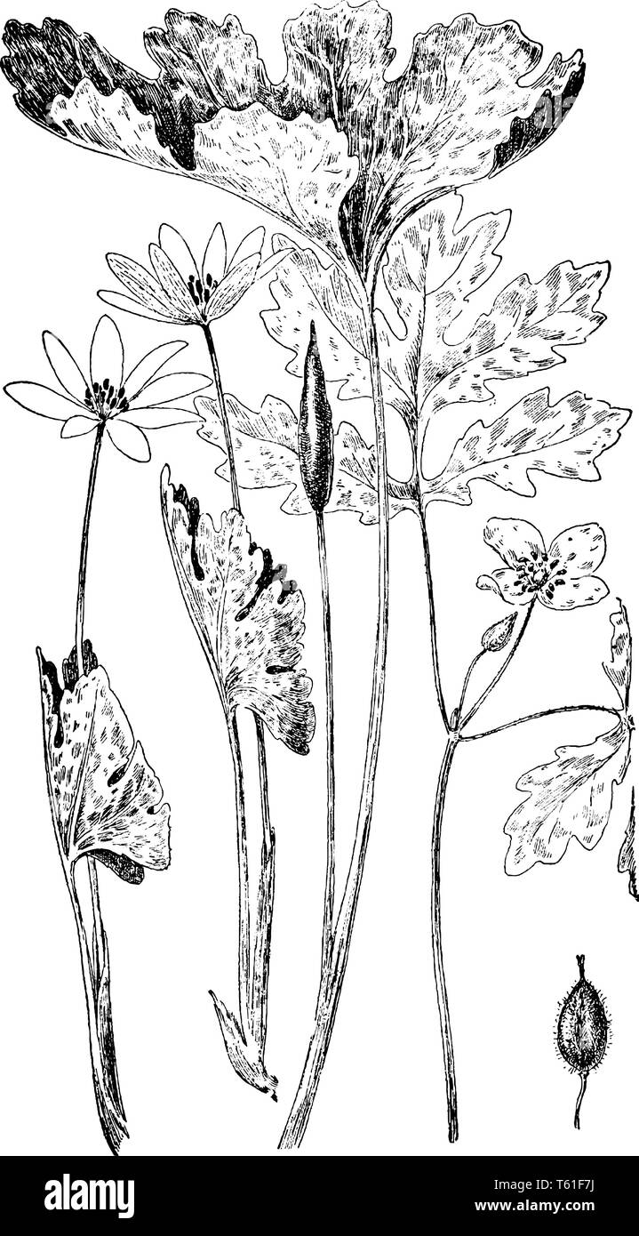 Illustration of the bloodroot Black and White Stock Photos & Images - Alamy