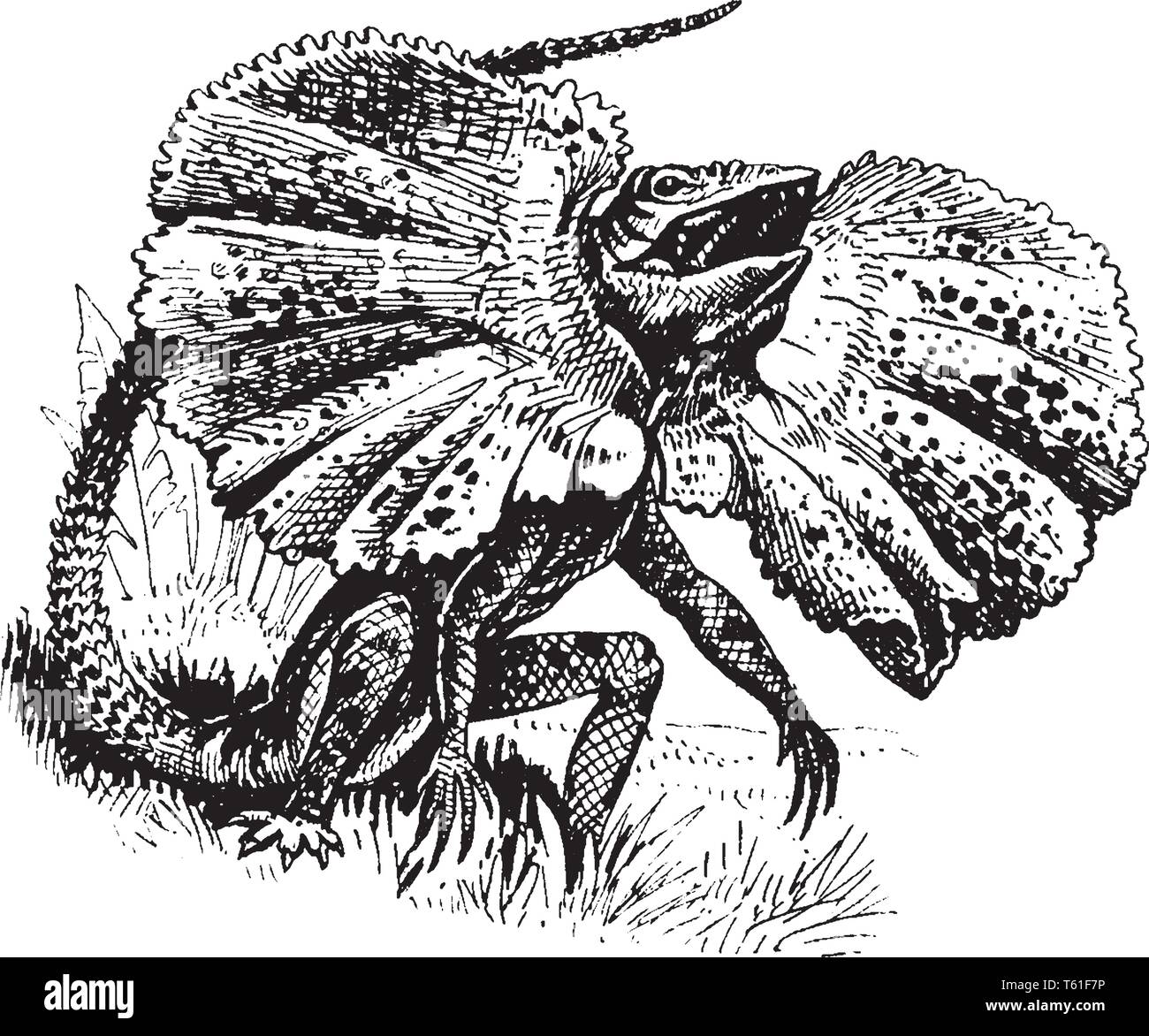 Frilled Neck Lizard Drawing