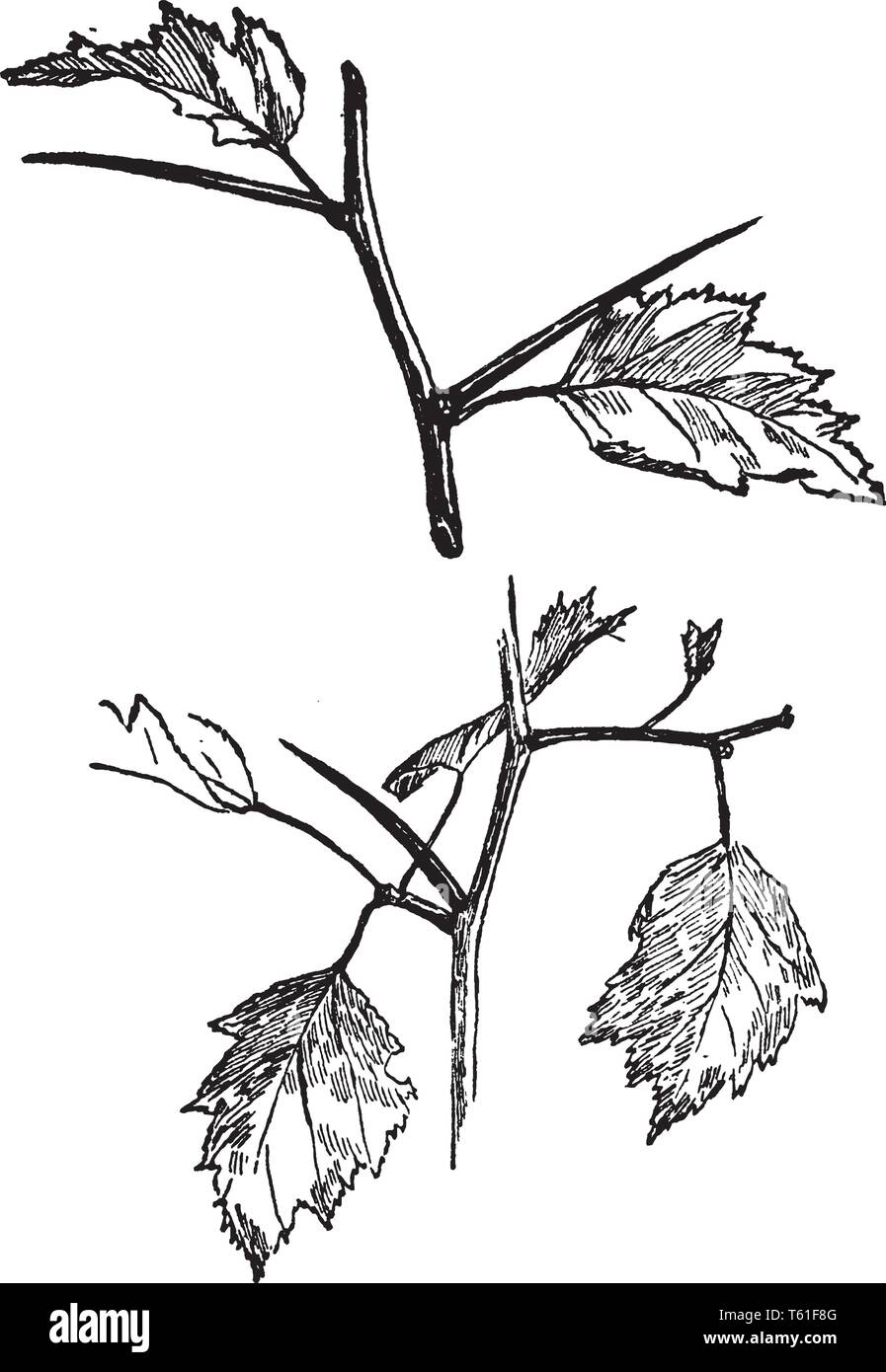 Trees with thorns Stock Vector Images - Alamy