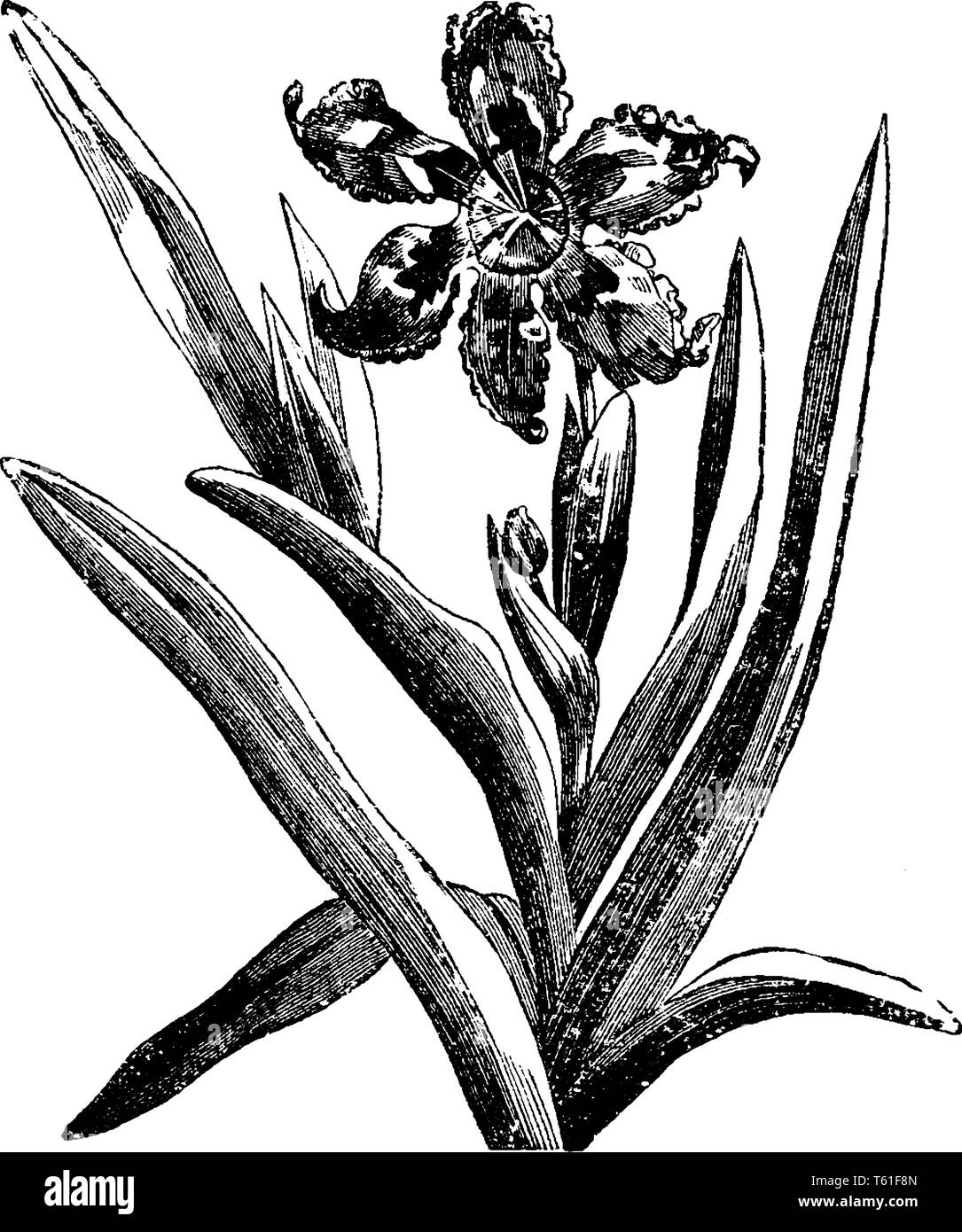 A picture is showing Flowering Spike of Ferraria Undulata. It belongs ...